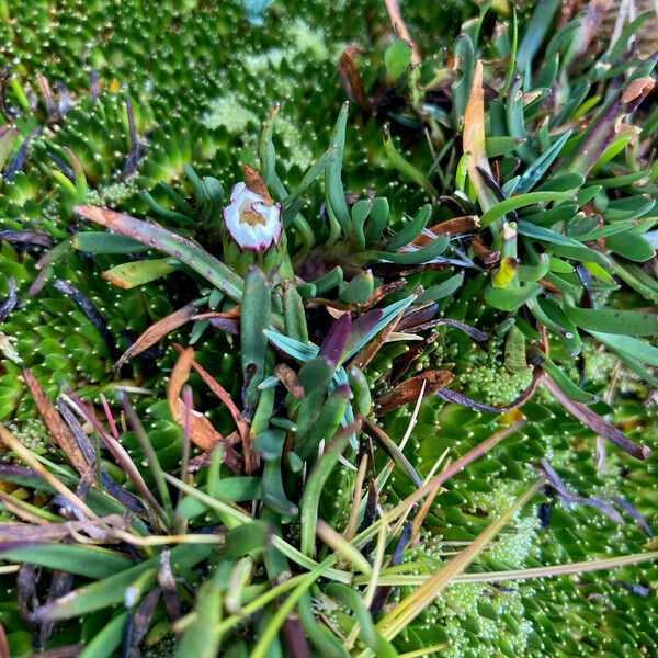 Werneria Pygmaea Plant Care & How to Grow, Water