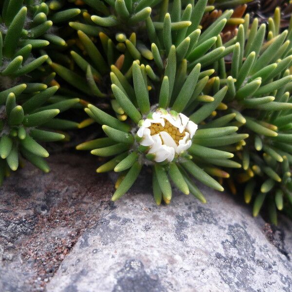 Werneria Rigida Plant Care & How to Grow, Water