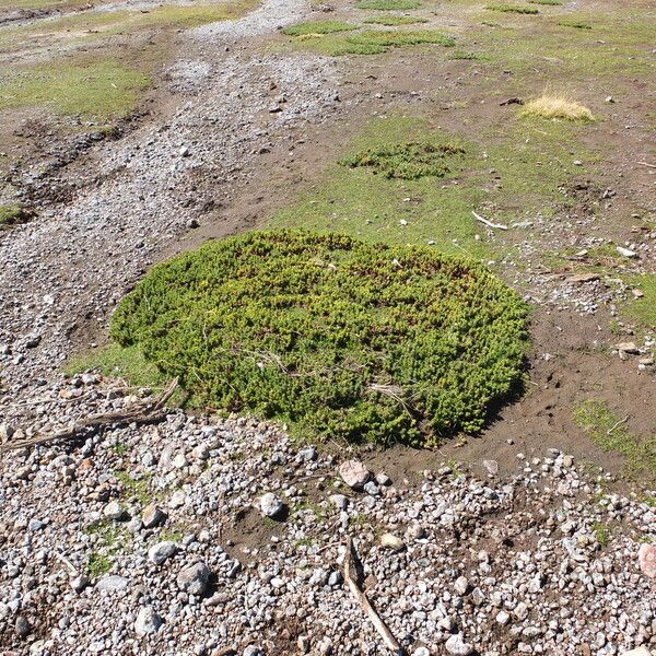 Werneria Weddellii Plant Care & How to Grow, Water