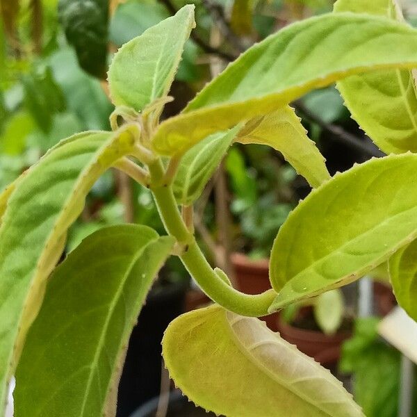 Whitfieldia Lateritia Care Guide: Water, Soil & Propagation - Plantiary