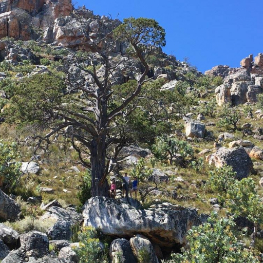 Clanwilliam Cedar (Widdringtonia Wallichii) Care Guide: Water, Soil ...