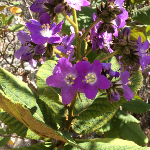 Caracas Big-Leaf (Wigandia Urens) Plant Care & How to Grow, Water