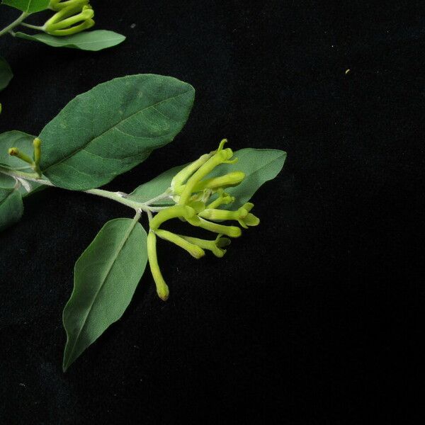 Wikstroemia Canescens Plant Care & How to Grow, Water