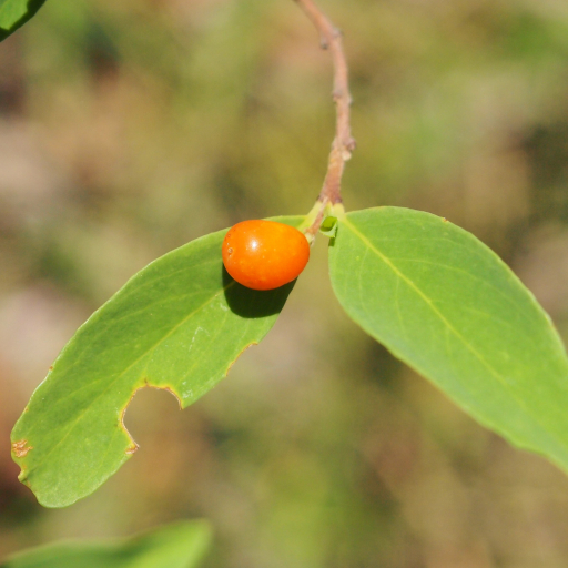 Tiebush (Wikstroemia Indica) Plant Care & How to Grow, Water