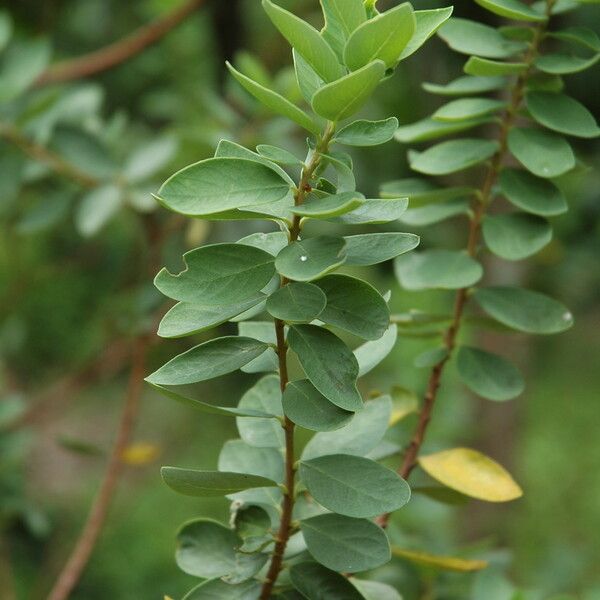 Hawai'i False Ohelo (Wikstroemia Phillyreifolia) Plant Care & How to ...