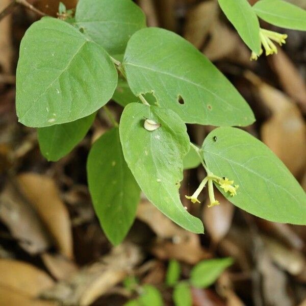 Wikstroemia Sikokiana Plant Care & How to Grow, Water