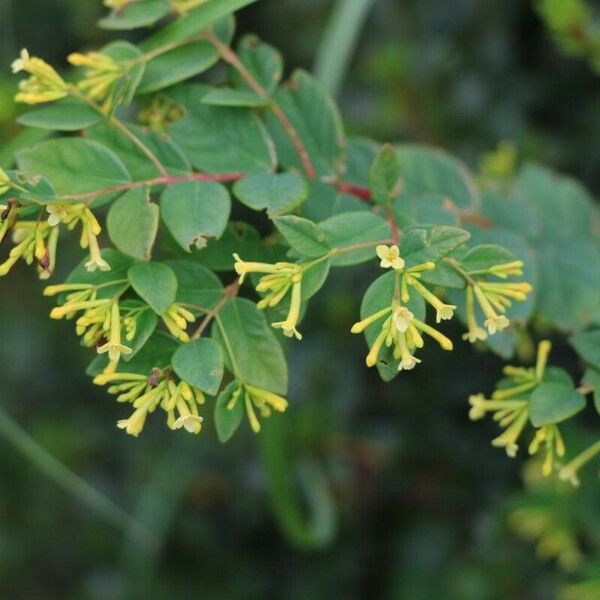 Montane False Ohelo (Wikstroemia Trichotoma) Plant Care & How to Grow ...