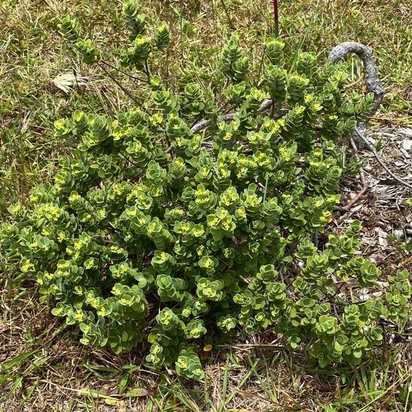 Hillside False Ohelo (Wikstroemia Uva-Ursi) Plant Care & How to Grow, Water