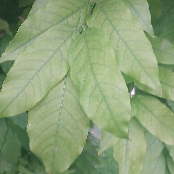 Wisteria (Wisteria × Formosa) Plant Care & How to Grow, Water