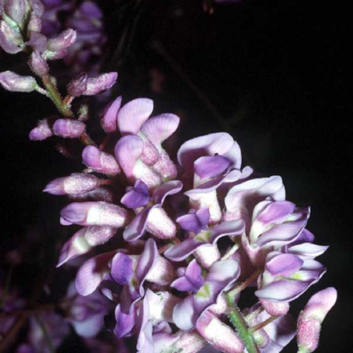 American Wisteria (Wisteria Frutescens) Plant Care & How to Grow, Water