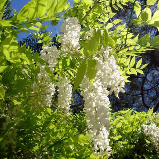 Chinese Wisteria (Wisteria Sinensis) Plant Care & How to Grow, Water