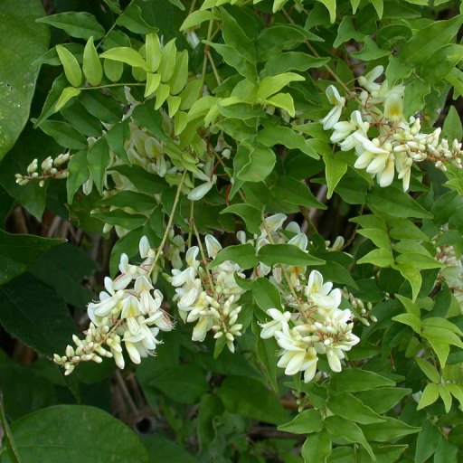 Summer-White Oiltree (Wisteriopsis Japonica) Plant Care & How to Grow ...