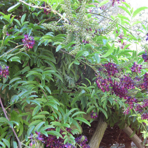 Evergreen Wisteria (Wisteriopsis Reticulata) Plant Care & How to Grow ...