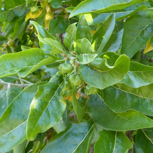 Withania Aristata Plant Care & How to Grow, Water