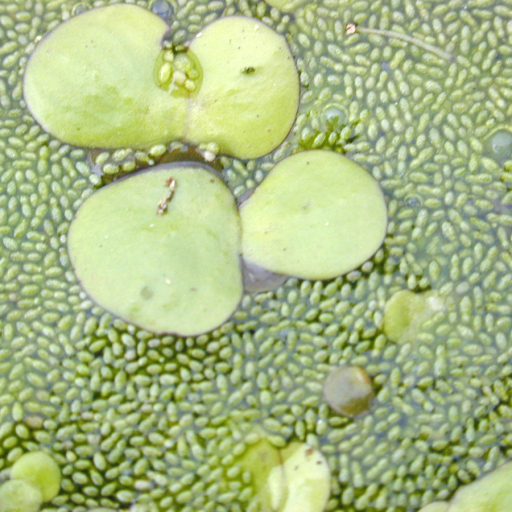 Asian Watermeal (Wolffia Globosa) Plant Care & How to Grow, Water