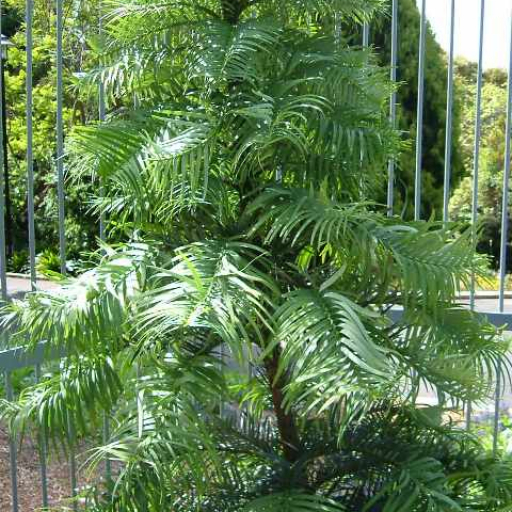 Wollemi Pine (Wollemia Nobilis) Plant Care & How to Grow, Water