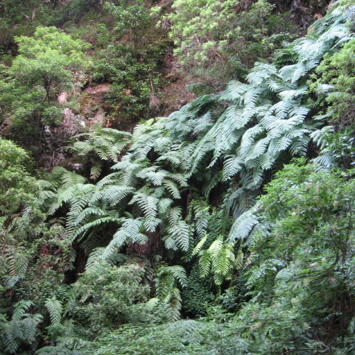 Rooting Chainfern (Woodwardia Radicans) Plant Care & How to Grow, Water