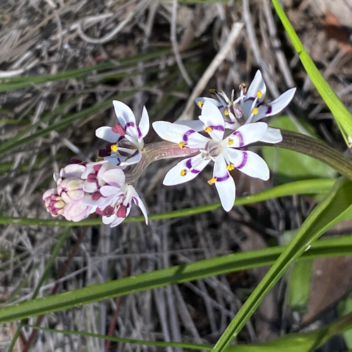 June Plum (Spondias Dulcis) Plant Care & How to Grow, Water