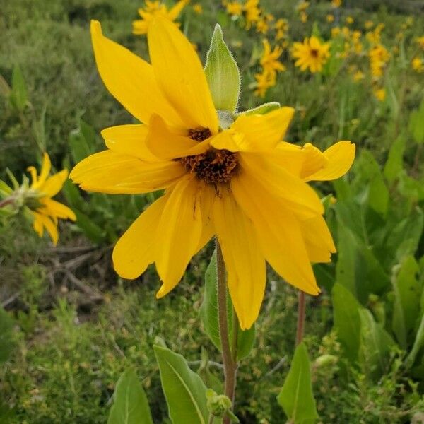 Arizona Mule's-Ears (Wyethia Arizonica) Plant Care & How to Grow, Water