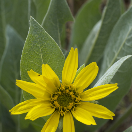 Gray Mule Ears (Wyethia Helenioides) Plant Care & How to Grow, Water
