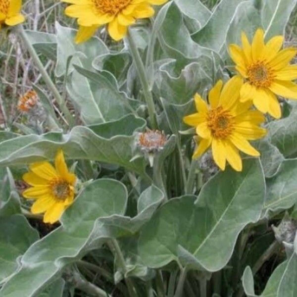 Balsam Root (Wyethia Sagittata) Care Guide: Water, Soil & Propagation ...