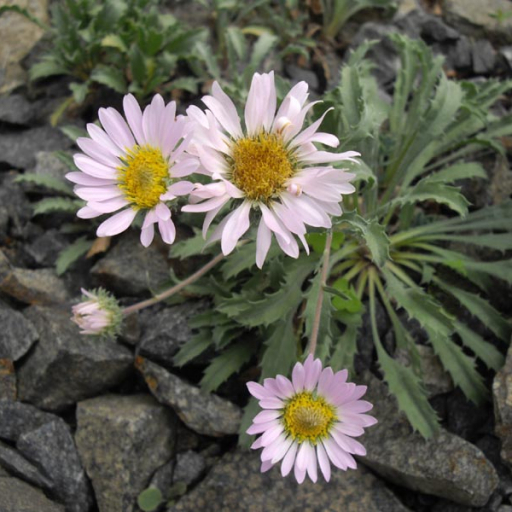 Colorado Tansy Aster (Xanthisma Coloradoense) Care Guide: Water, Soil ...