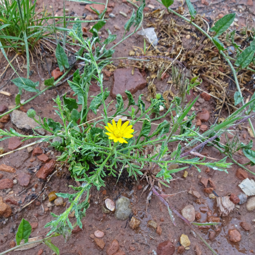 Annual Bristleweed (Xanthisma Gracile) Plant Care & How to Grow, Water