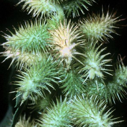 Italian Cocklebur (Xanthium Cavanillesii) Plant Care & How to Grow, Water