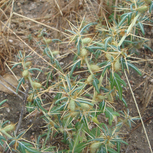 Spiny Cocklebur (Xanthium Spinosum) Plant Care & How to Grow, Water