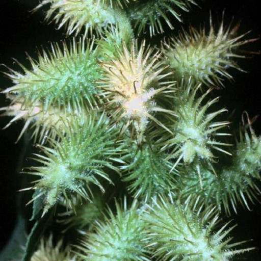 Rough Cocklebur (Xanthium Strumarium) Plant Care & How to Grow, Water