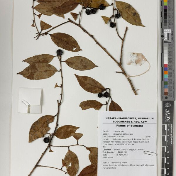 Xanthophyllum Ellipticum Care Guide: Water, Soil & Propagation - Plantiary