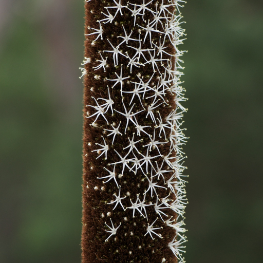 Austral Grass Tree (Xanthorrhoea Australis) Plant Care & How to Grow, Water