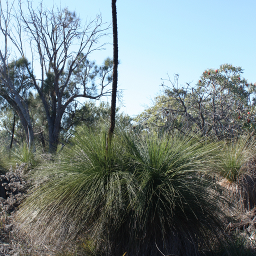 Balga (Xanthorrhoea Preissii) Plant Care & How to Grow, Water