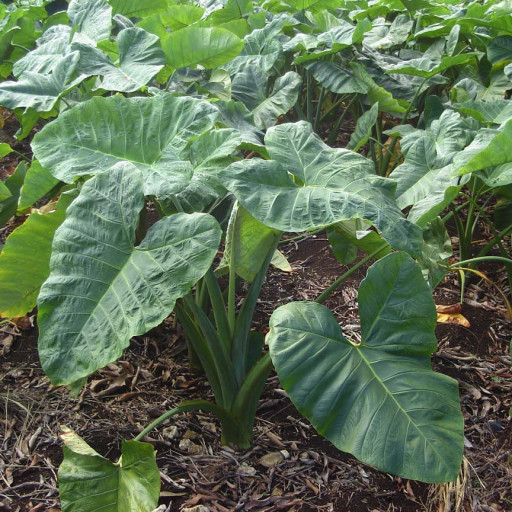 Elephant Ear (Xanthosoma Sagittifolium) Plant Care & How to Grow, Water