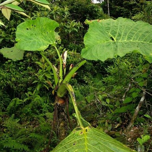 Tall Elephant's Ear (Xanthosoma Undipes) Plant Care & How to Grow, Water
