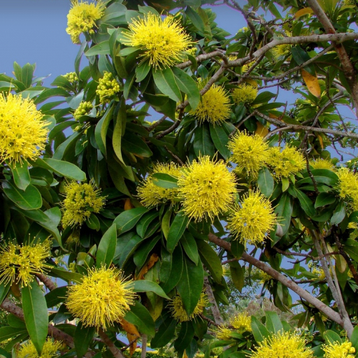 Golden Penda (Xanthostemon Chrysanthus) Plant Care & How to Grow, Water
