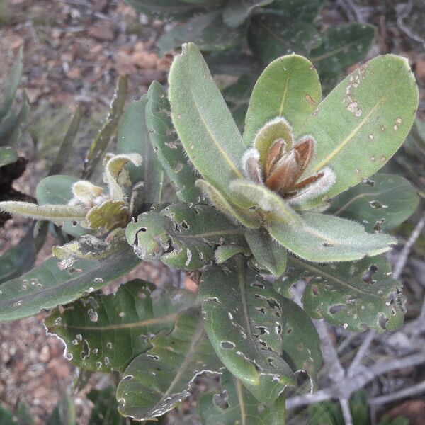 Xanthostemon Ferrugineus Plant Care & How to Grow, Water