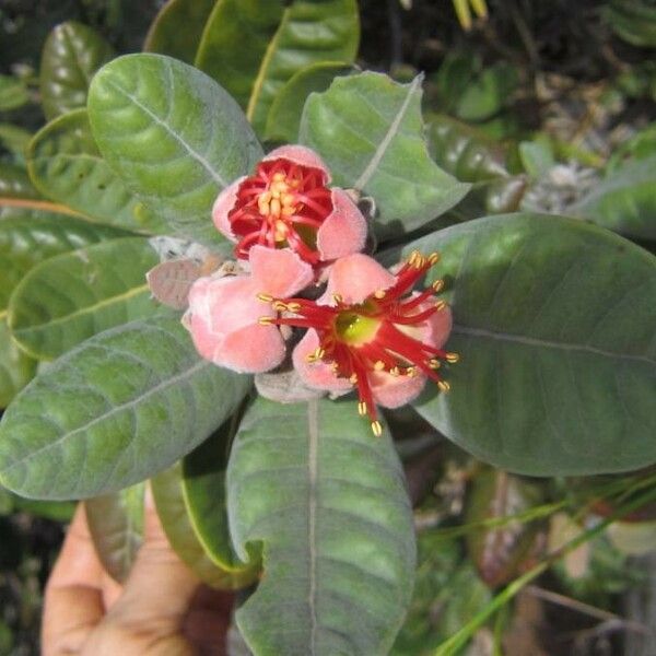 Xanthostemon Francii Plant Care & How to Grow, Water