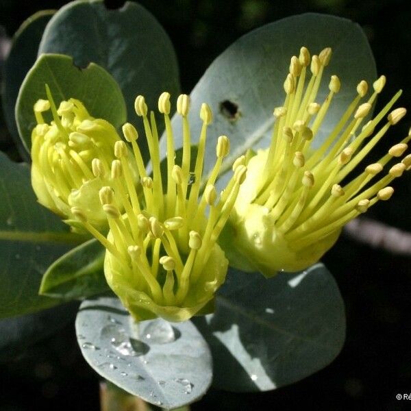 Xanthostemon Glaucus Plant Care & How to Grow, Water