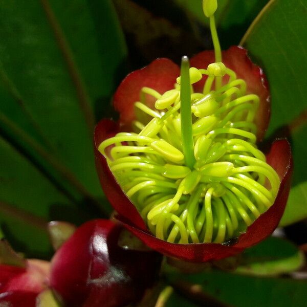 Xanthostemon Gugerlii Plant Care & How to Grow, Water