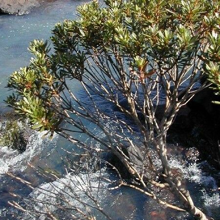 Xanthostemon Myrtifolius Care Guide: Water, Soil & Propagation - Plantiary