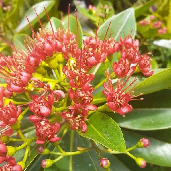 Xanthostemon Ruber Care Guide: Water, Soil & Propagation - Plantiary