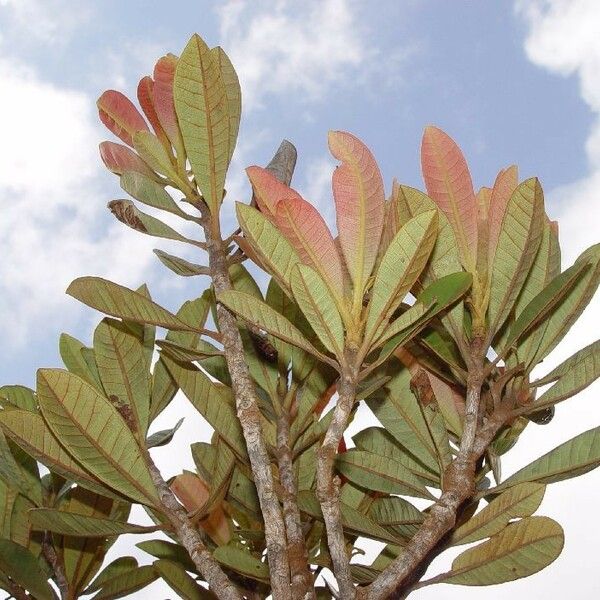 Xanthostemon Sebertii Plant Care & How to Grow, Water