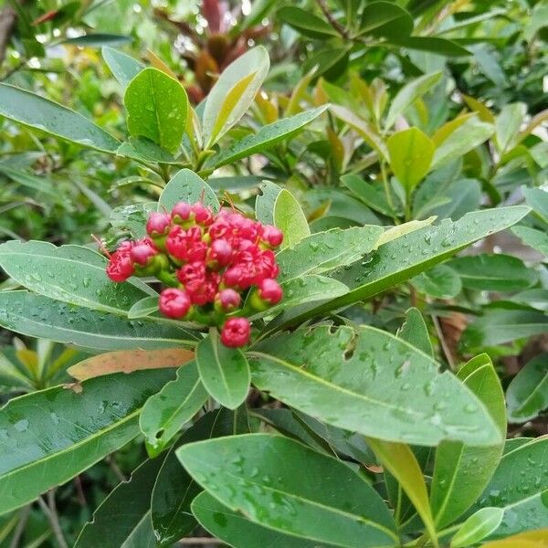 Philippine Ironwood (Xanthostemon Verdugonianus) Plant Care & How to ...