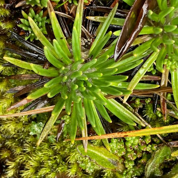 Xenophyllum Crassum Care Guide: Water, Soil & Propagation - Plantiary