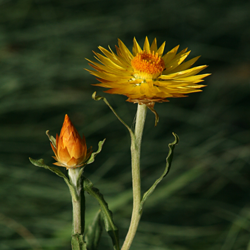 Alpine Everlasting (Xerochrysum Subundulatum) Plant Care & How to Grow ...