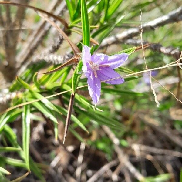 Xerophyta Pinifolia Care Guide: Water, Soil & Propagation - Plantiary