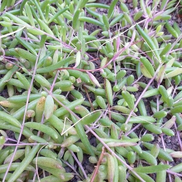 Resurrection (Xerophyta Viscosa) Care Guide: Water, Soil & Propagation ...