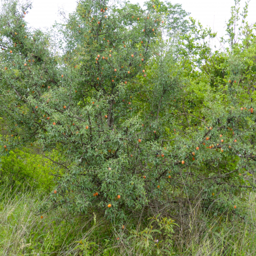 Large Sourplum (Ximenia Caffra) Plant Care & How to Grow, Water