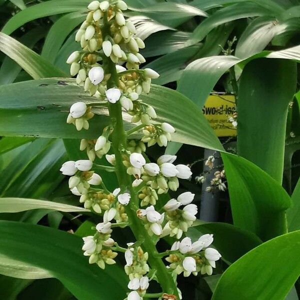 Walk Fast (Xiphidium Caeruleum) Plant Care & How to Grow, Water